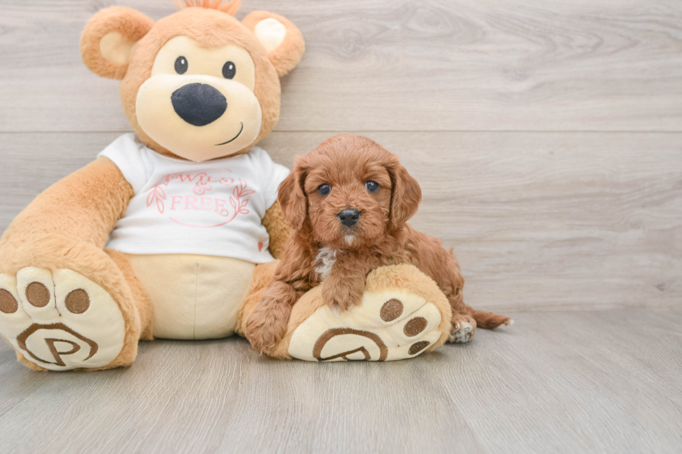 Cavapoo Vicki: 3lb 4oz Doodle Puppy