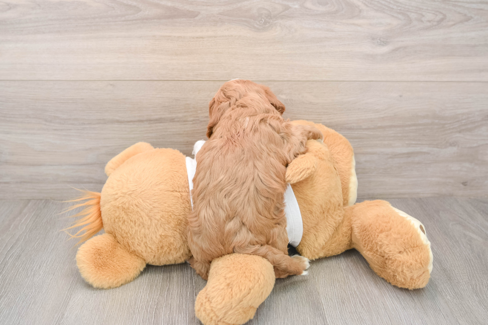 Cavapoo Vuitton: 2lb 4oz Doodle Puppy