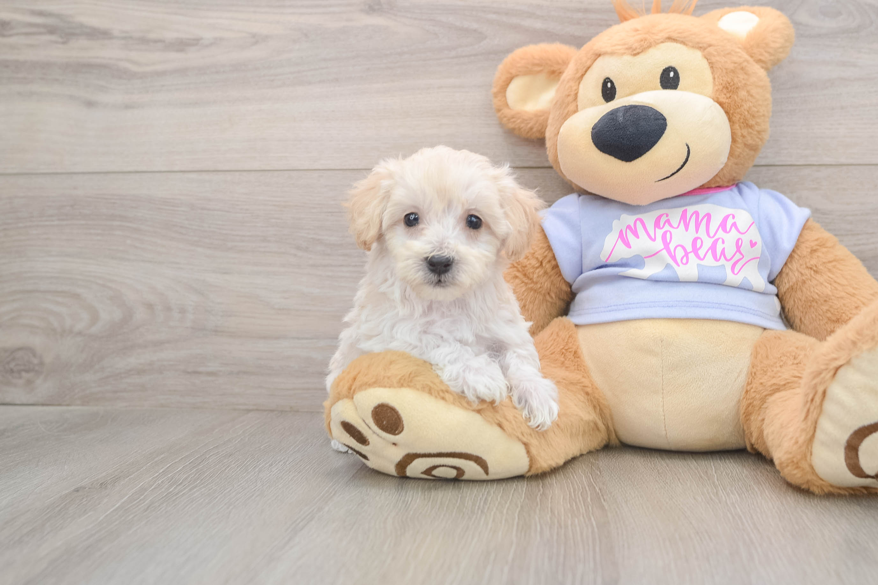 Maltipoo Angelina: 1lb 14oz Doodle Puppy
