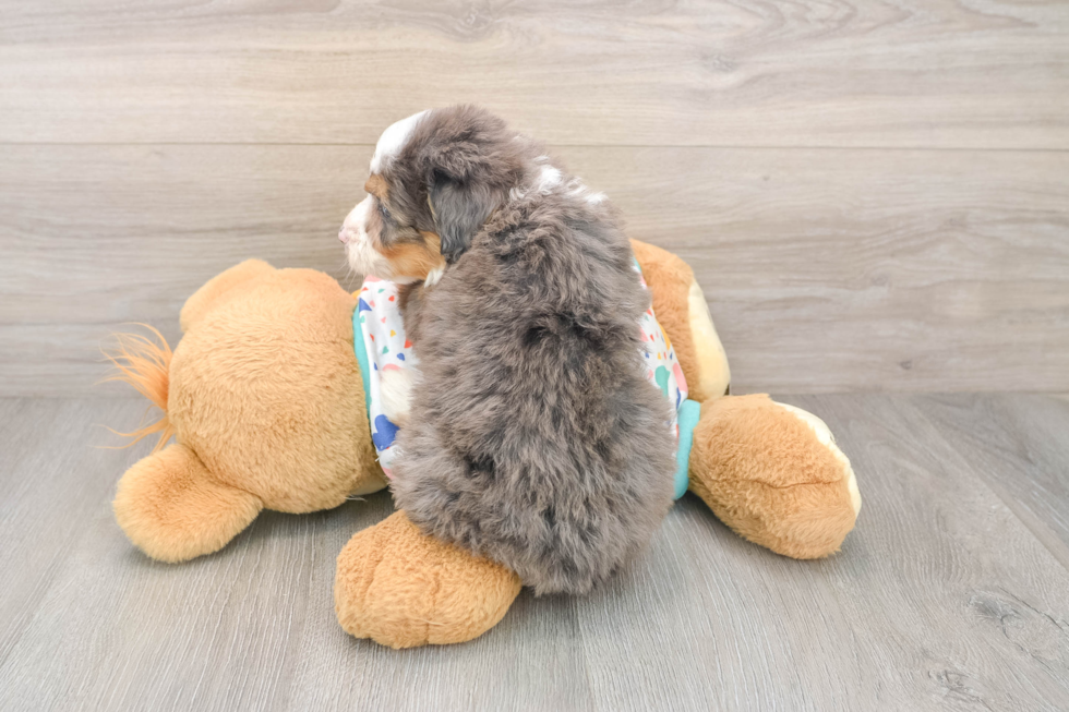 Mini Bernedoodle Charm: 2lb 12oz Doodle Puppy