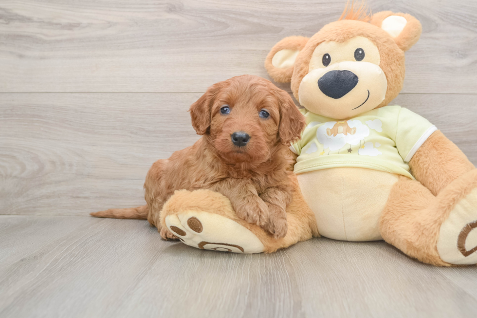 Mini Goldendoodle Viola: 6lb 4oz Doodle Puppy