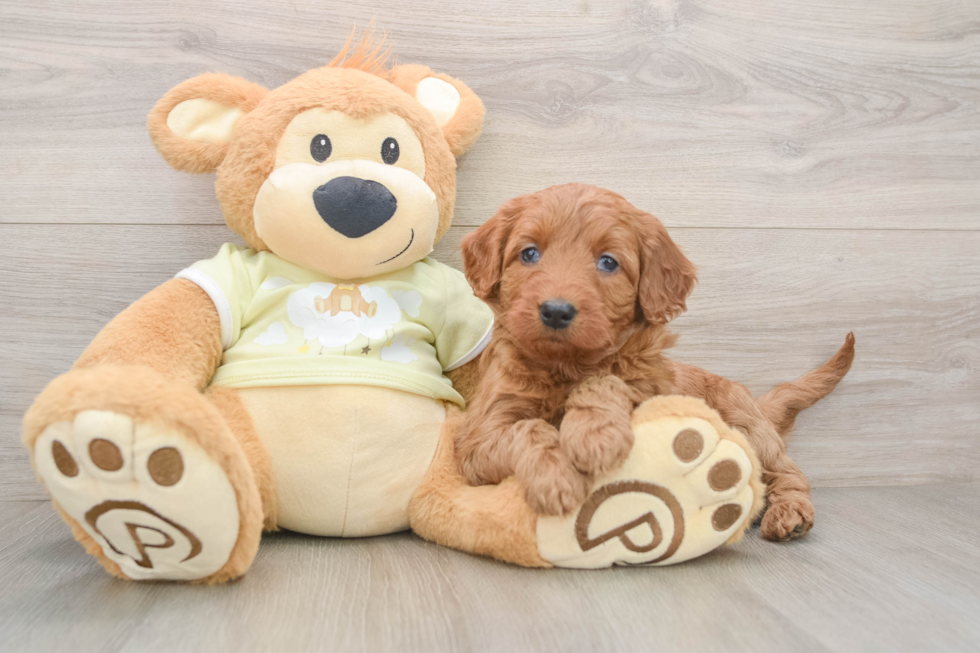 Mini Goldendoodle Viola: 6lb 4oz Doodle Puppy