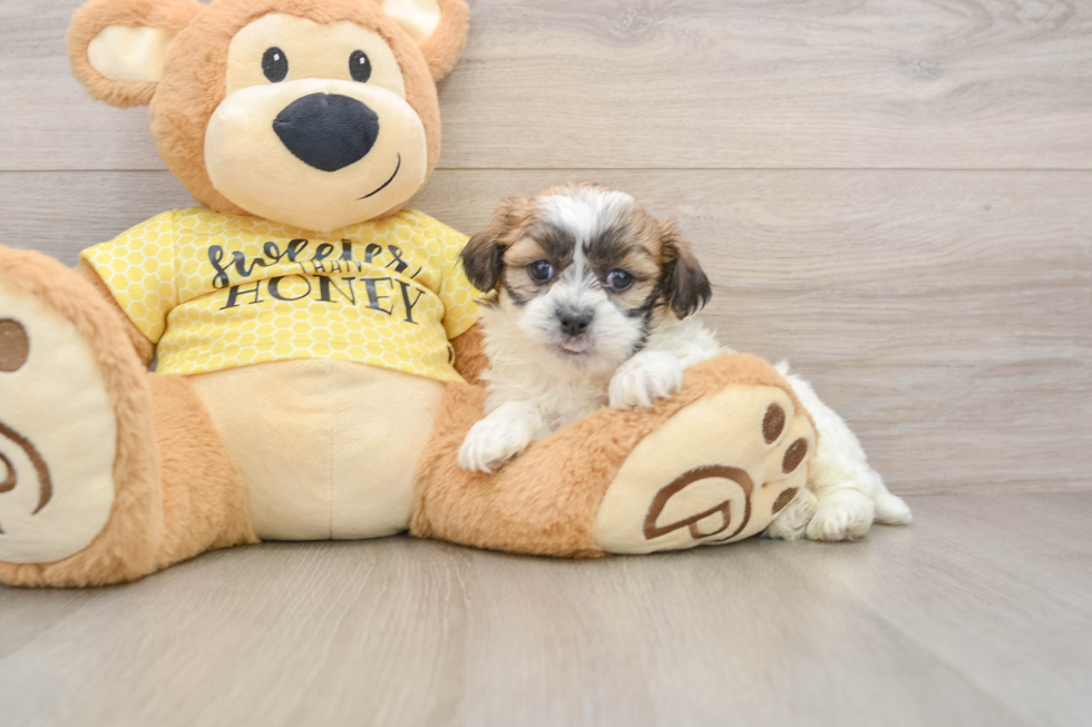 Teddy Bear Fargo: 2lb 6oz Designer Puppy